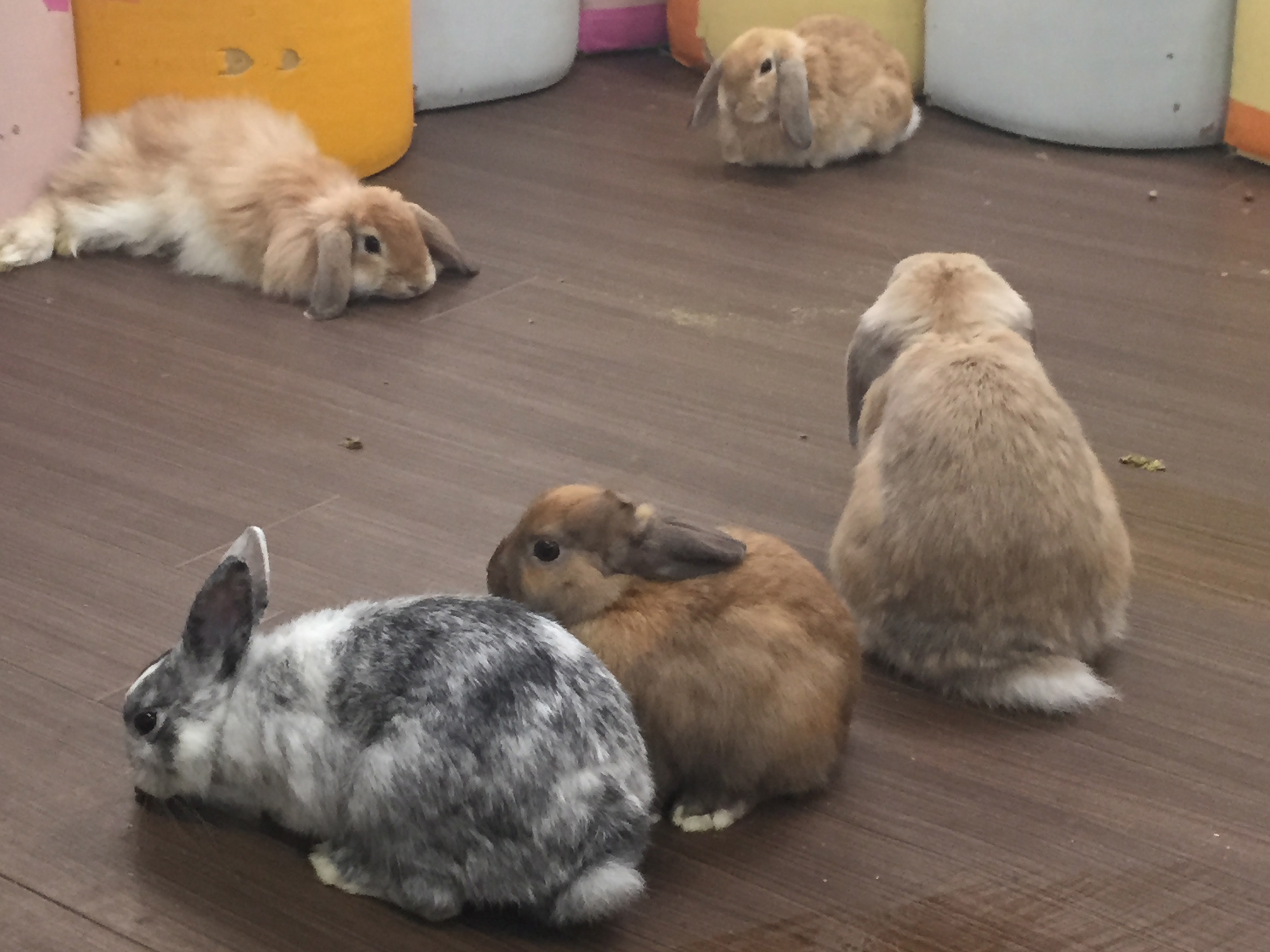 Mimi Rabbit Cafe In Ikebukuro | Tokyo Fox (東京狐)