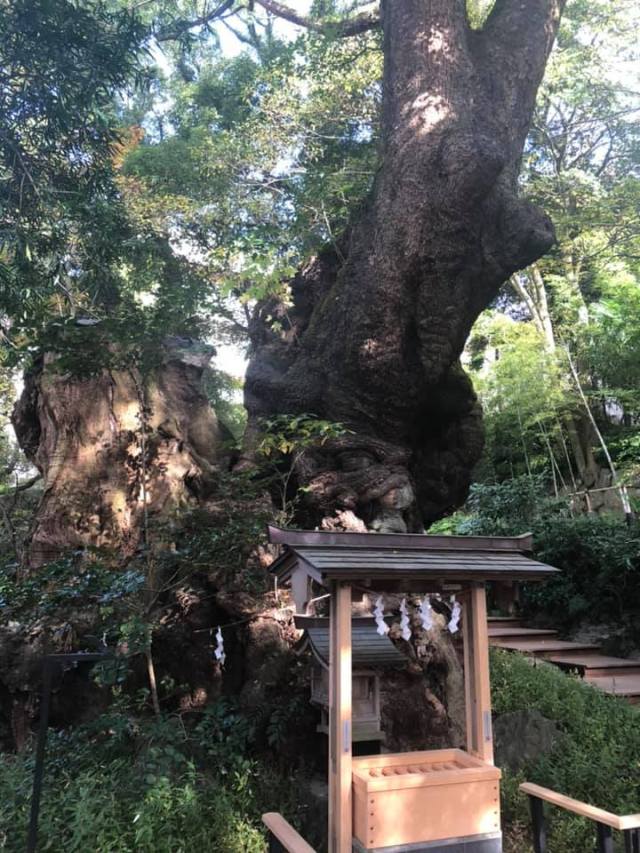 The Shrine With A Sacred Tree Which Is Over 2000 Years Old | Tokyo Fox ...