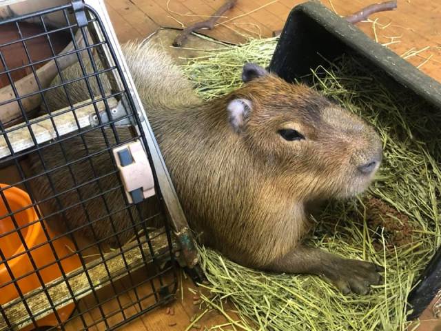 Chillaxing At This Capybara Cafe Just Outside Of Tokyo | Tokyo Fox (東京狐)