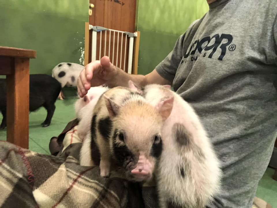 This Piglet Cafe in Tokyo Makes You Squeal With Joy! | Tokyo Fox (東京狐)