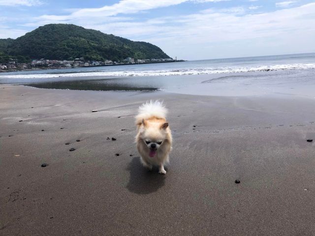 Visiting All Of The Beaches On The North-Eastern Coast Of Izu | Tokyo ...