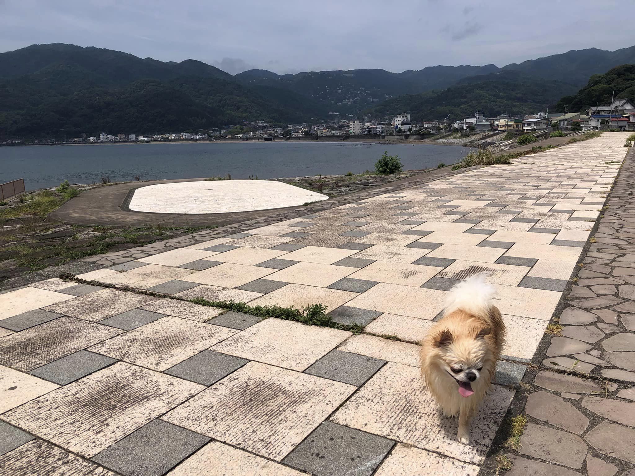 Usami Beach 2023 – #9 | Tokyo Fox (東京狐)